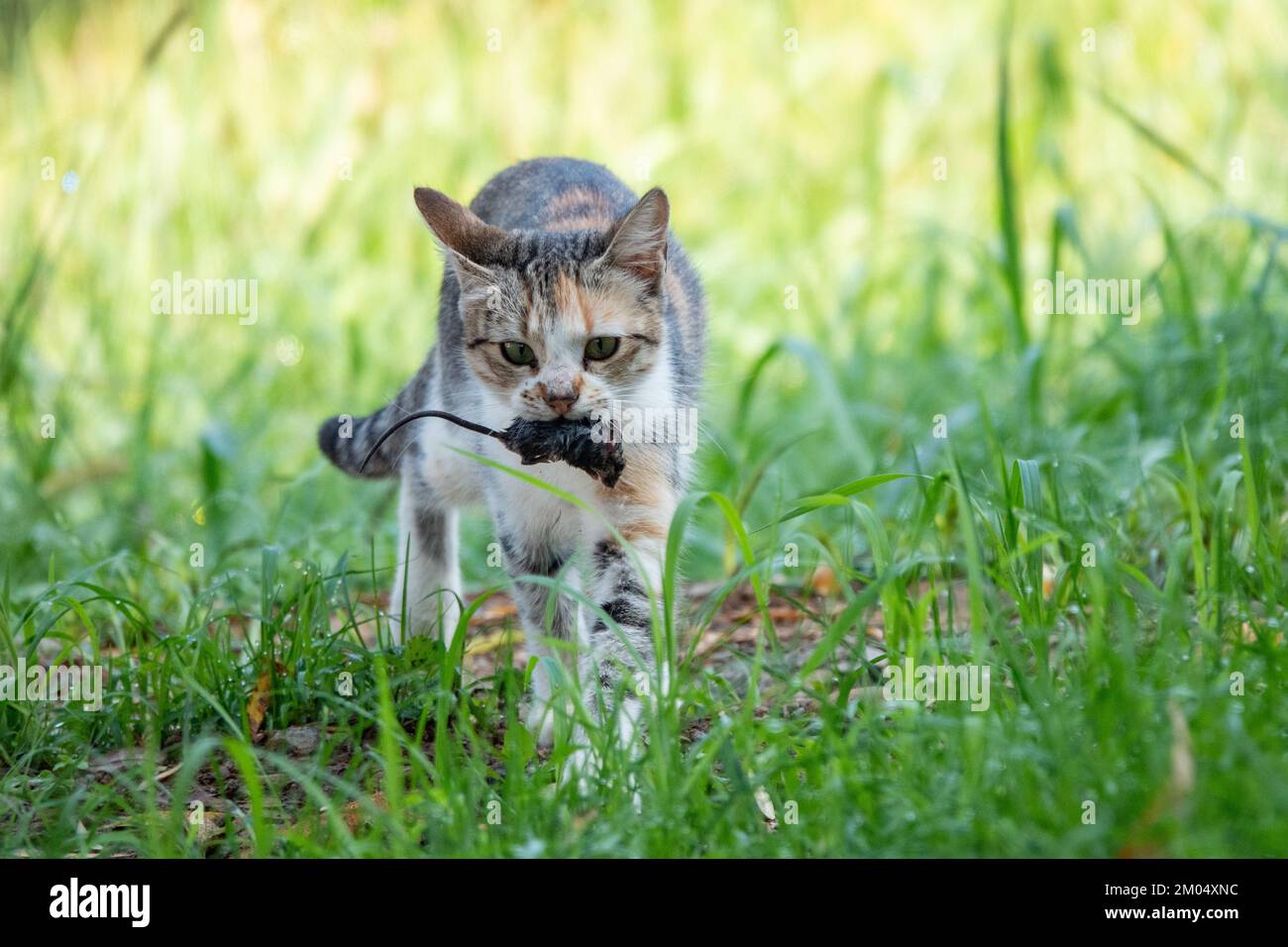 Cat catching mouse hi-res stock photography and images - Alamy