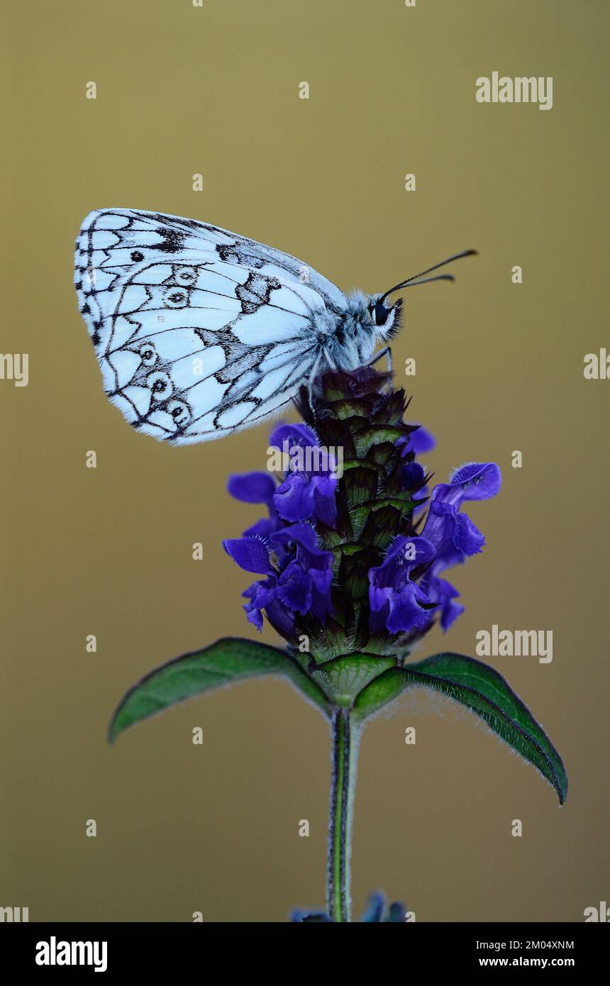 Marbled white butterfly Stock Photo - Alamy