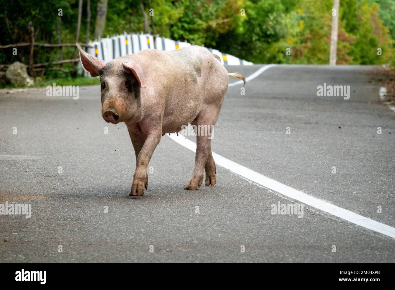 A pig walks on the road in Georgia Stock Photo - Alamy