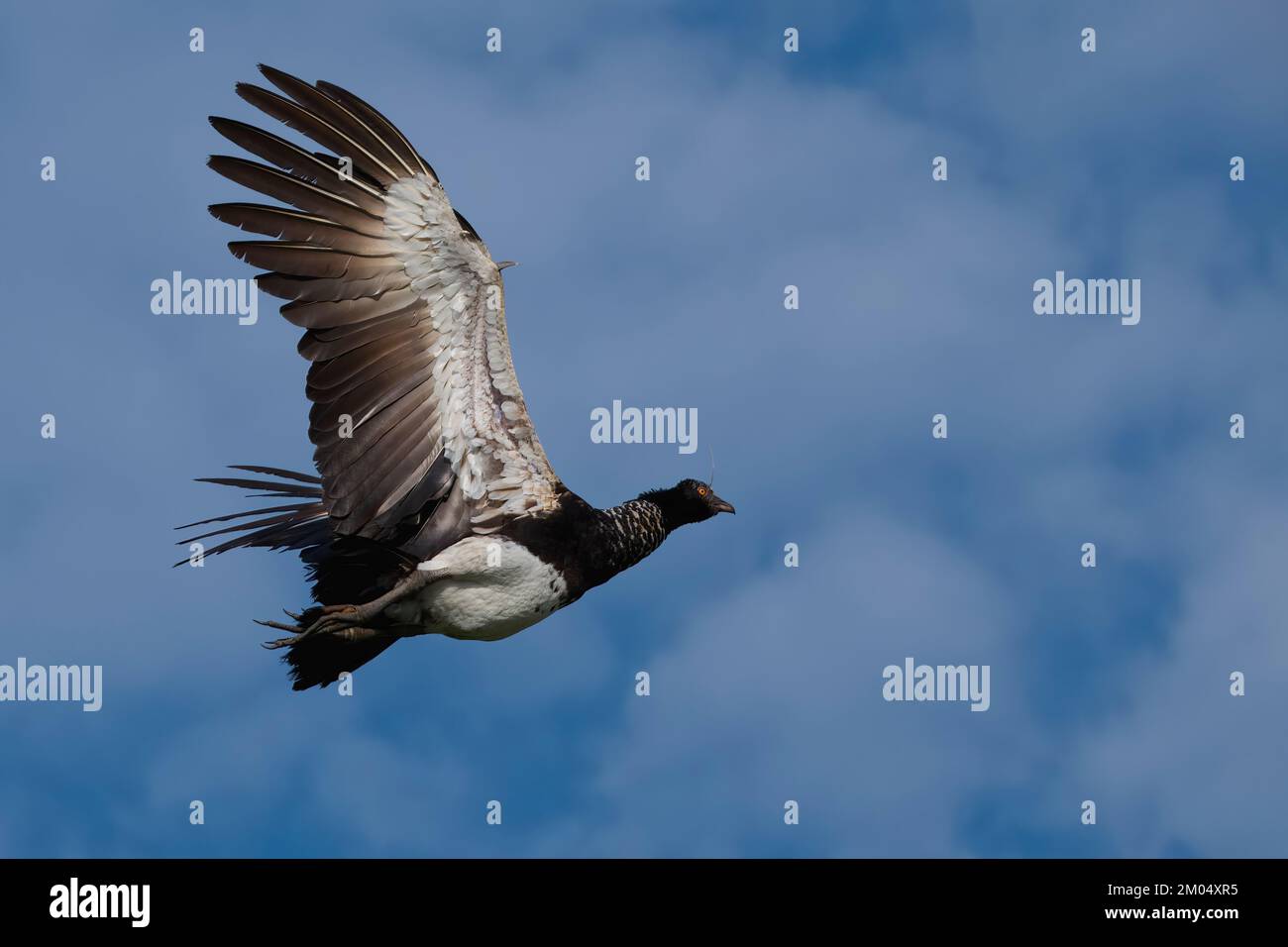 Flying Horned Screamer (Anhima cornuta), Manu National Park cloud ...