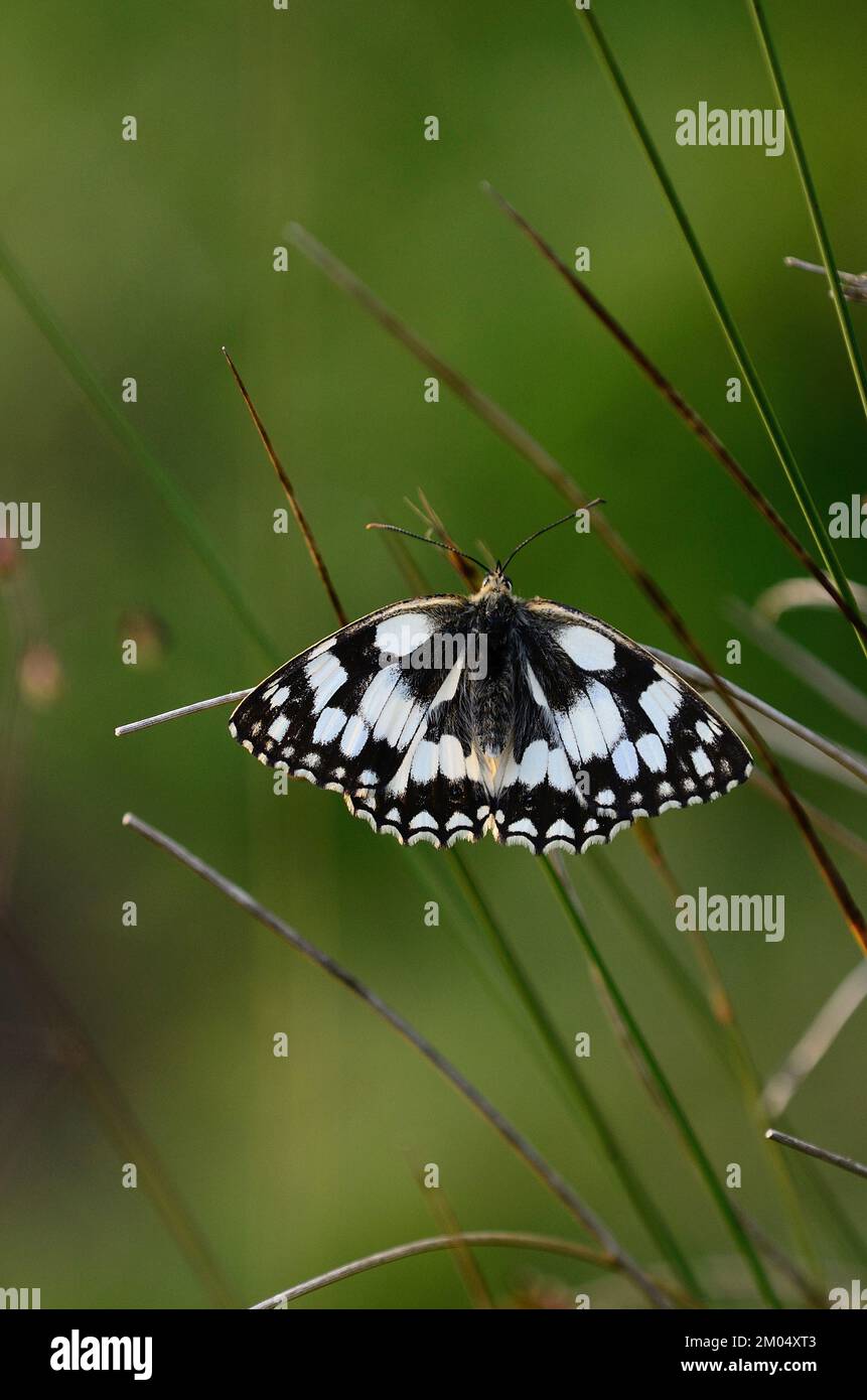 Marbled white butterfly Stock Photo - Alamy