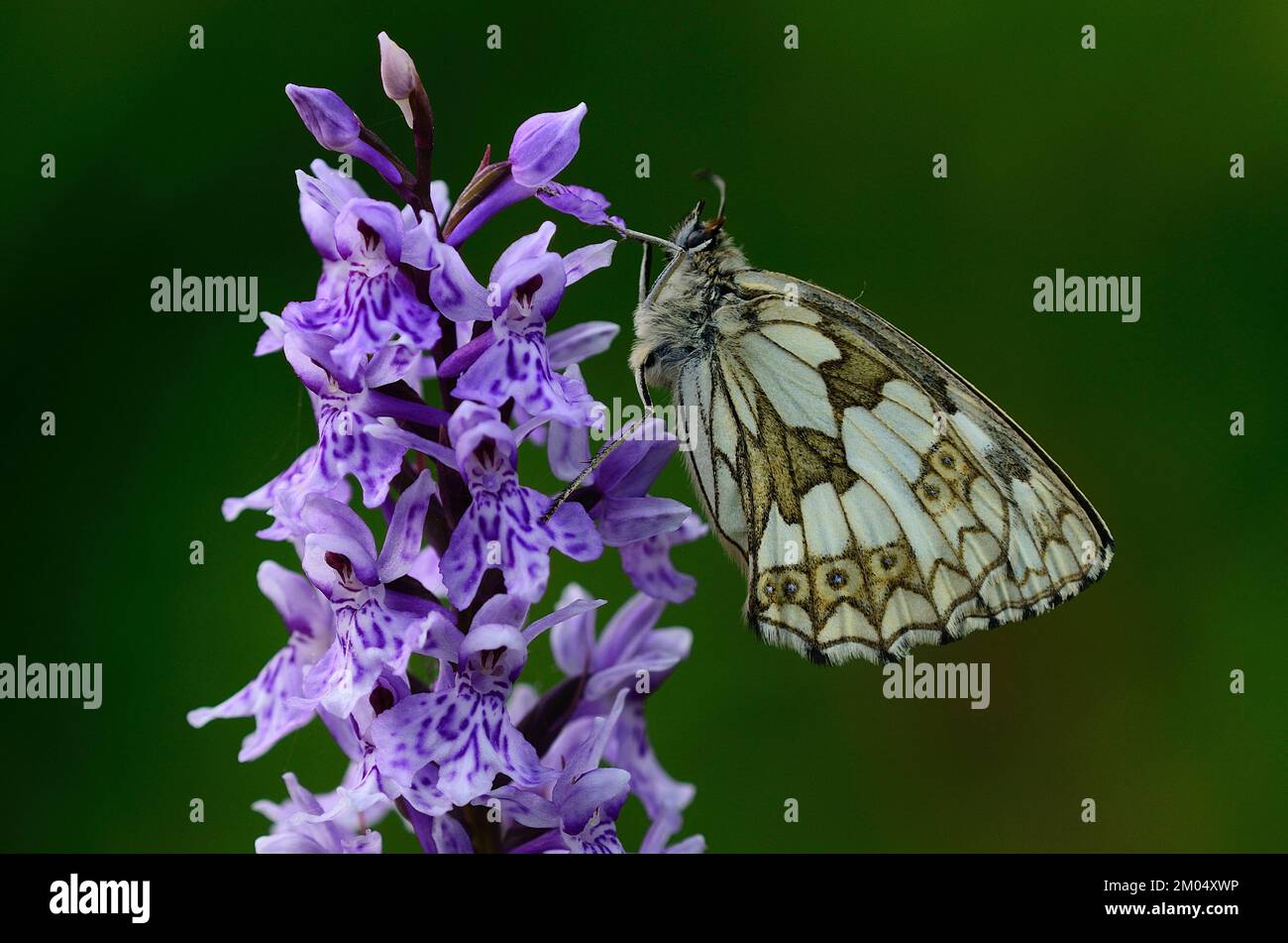 Marbled white butterfly Stock Photo - Alamy