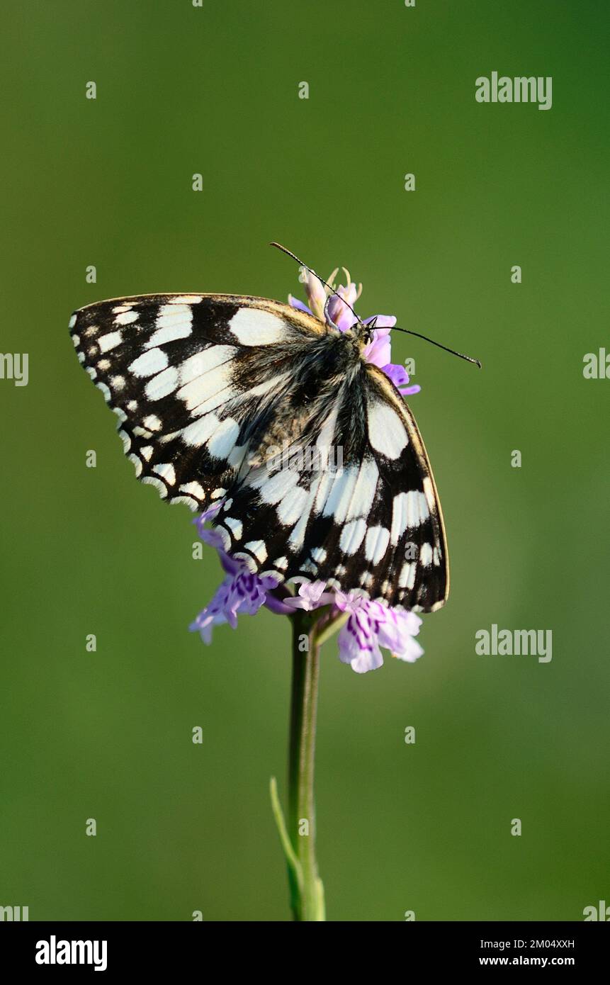 Marbled white butterfly Stock Photo - Alamy