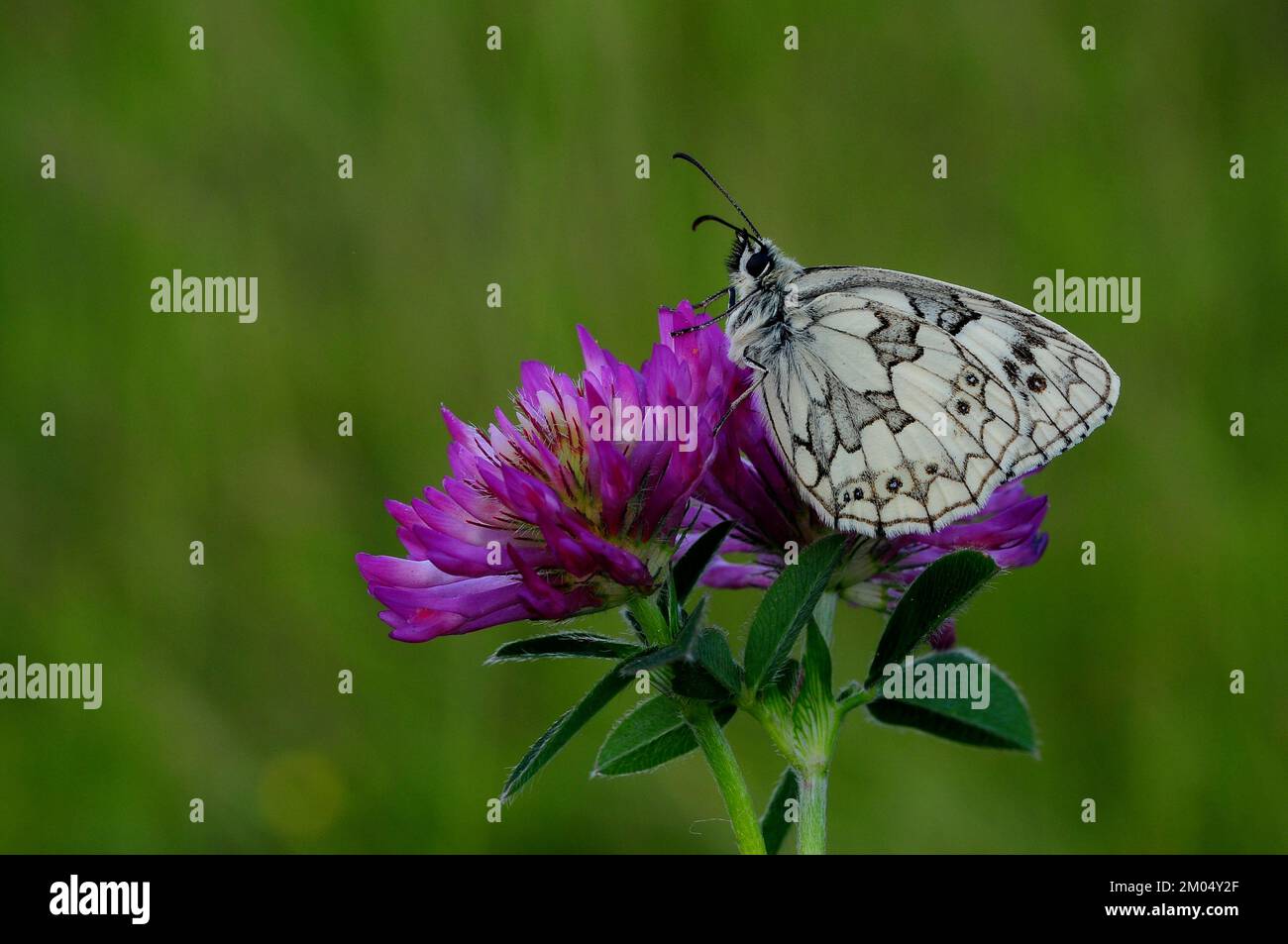 Marbled white butterfly Stock Photo - Alamy