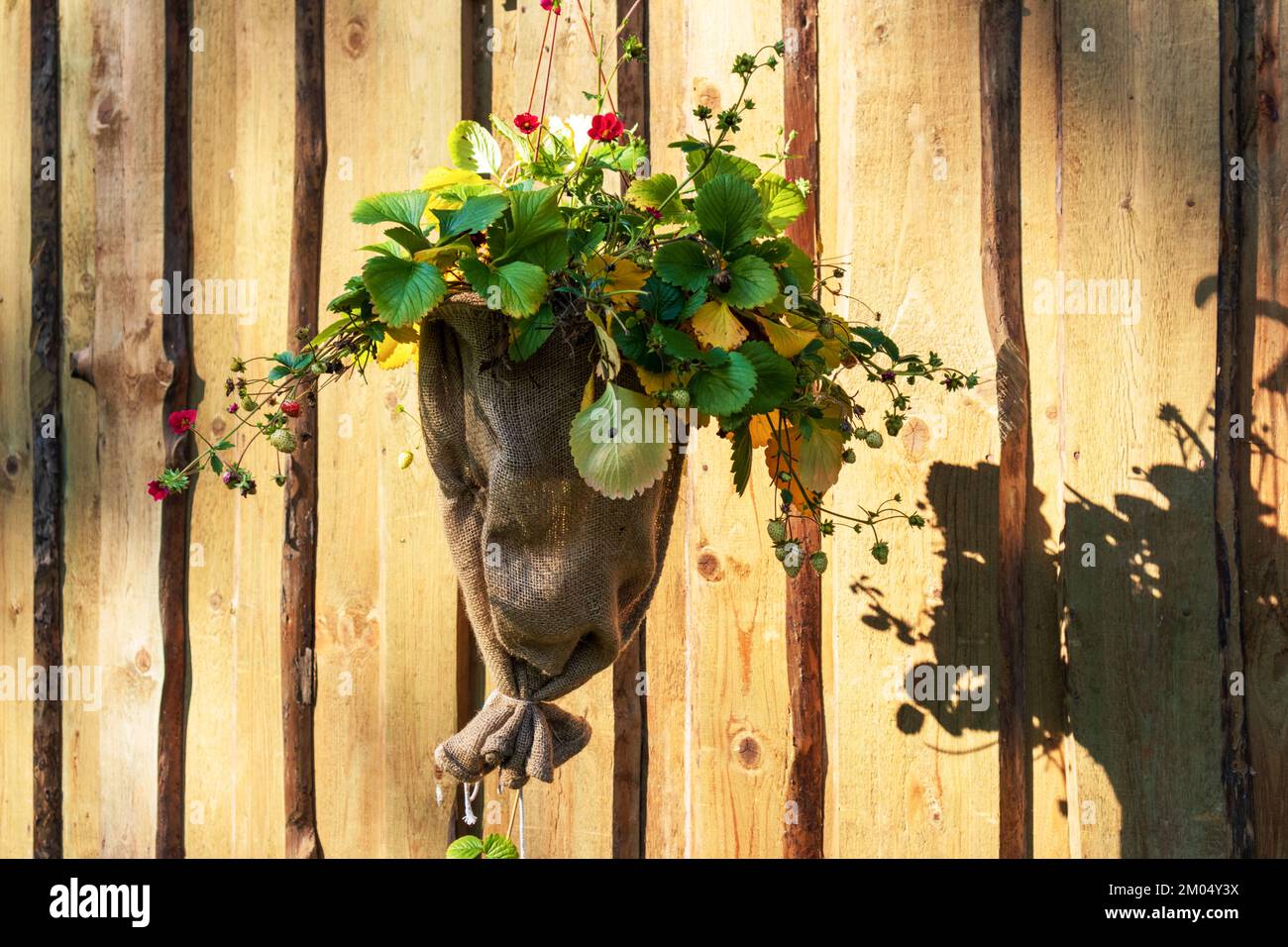 Decorative flower pot attached hi-res stock photography and images - Alamy
