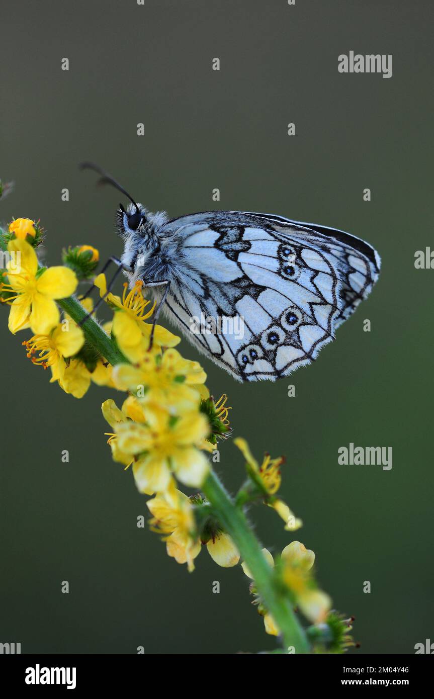 Marbled white butterfly Stock Photo - Alamy