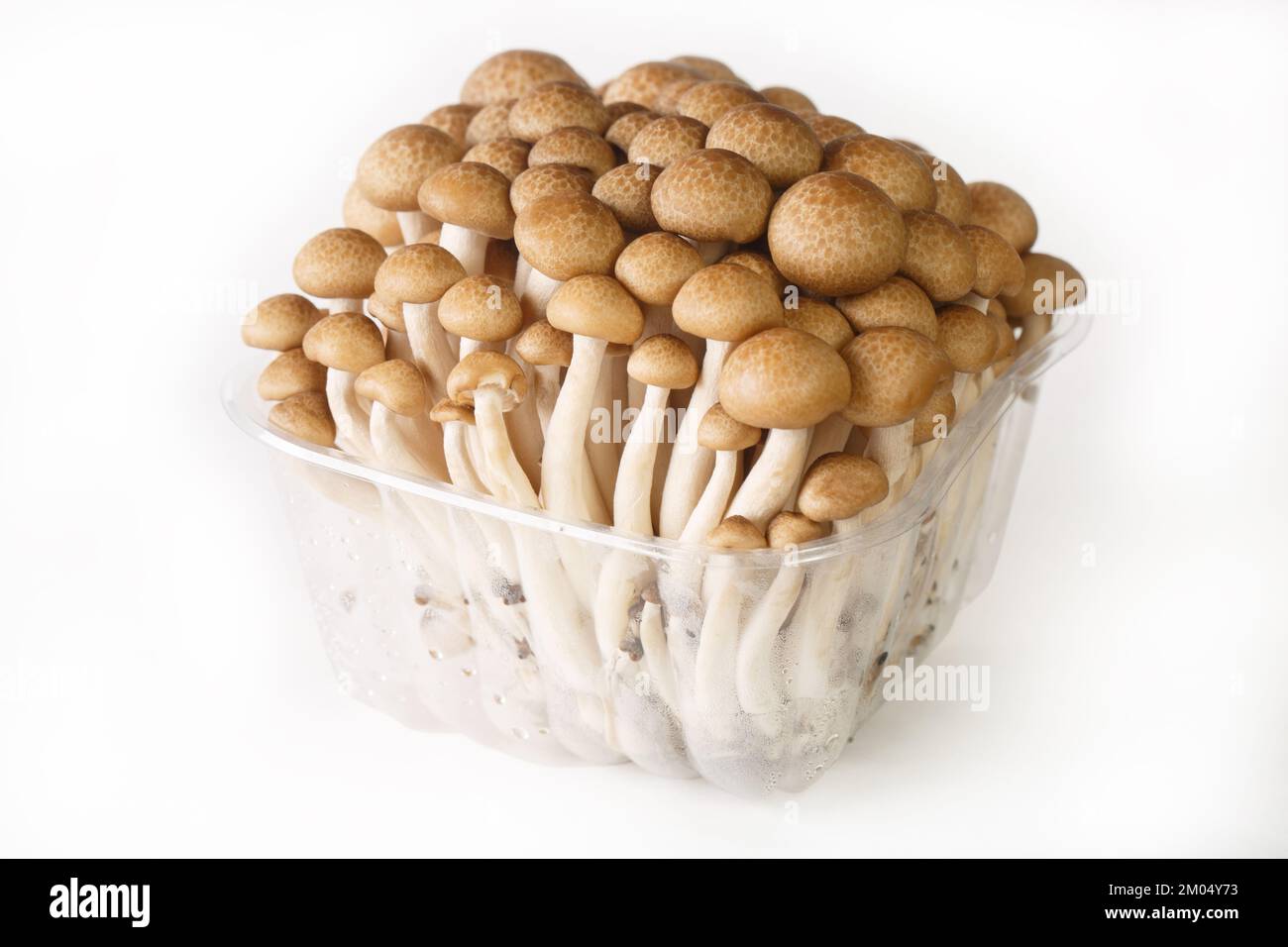 Bunashimeji, brown beech mushroom in plastic container isolated on ...