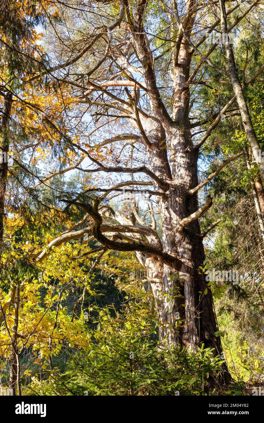 A large brown tree in the forest with many branches Stock Photo - Alamy