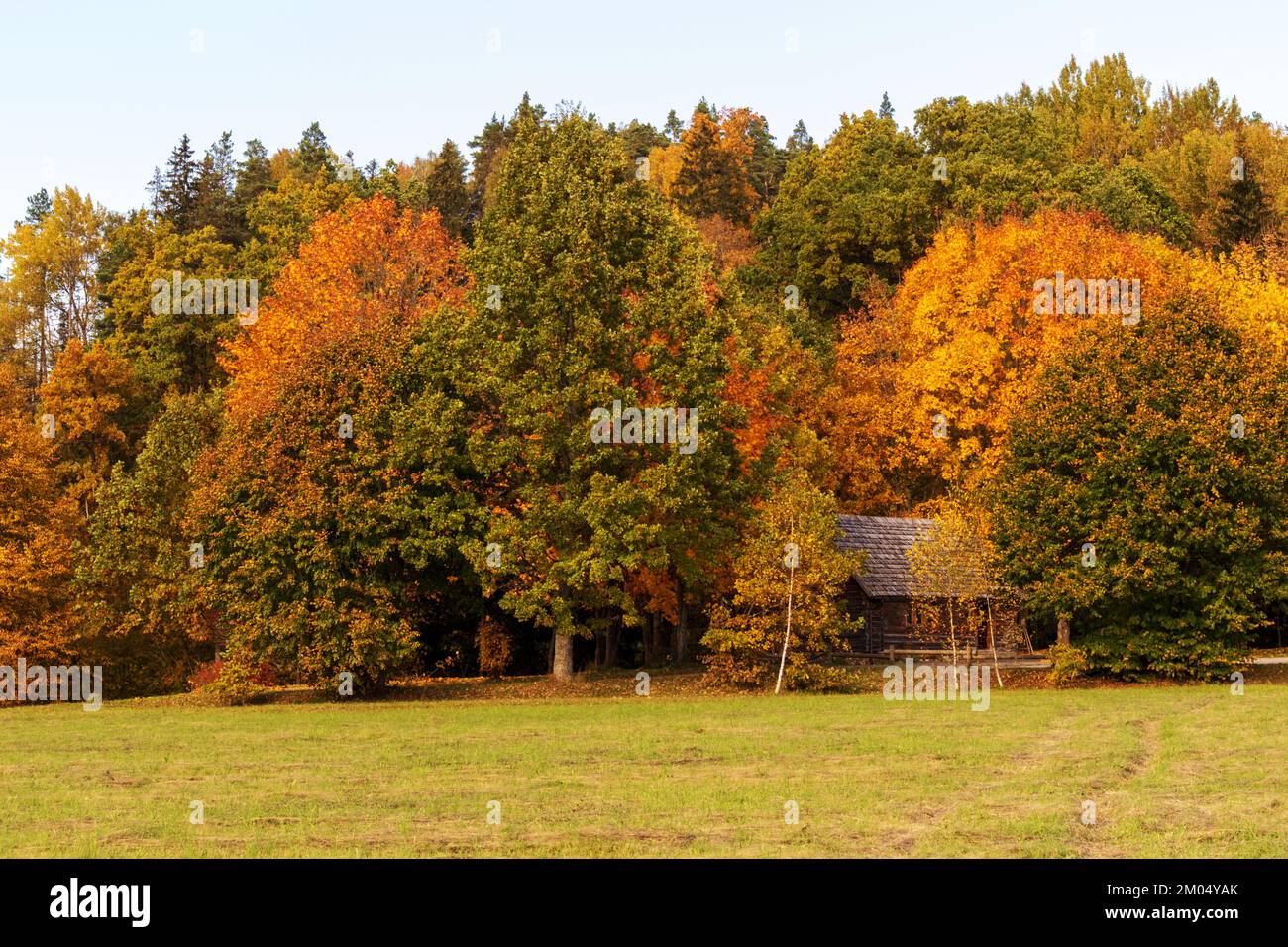 Landscape with colorful autumn leaves, green grass and a small wooden ...
