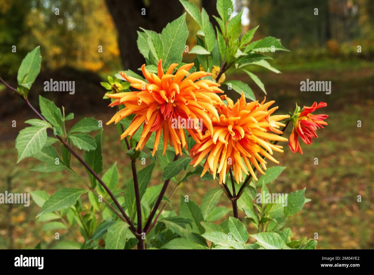 Two bright orange and yellow flowers with green stem and leaves Stock ...