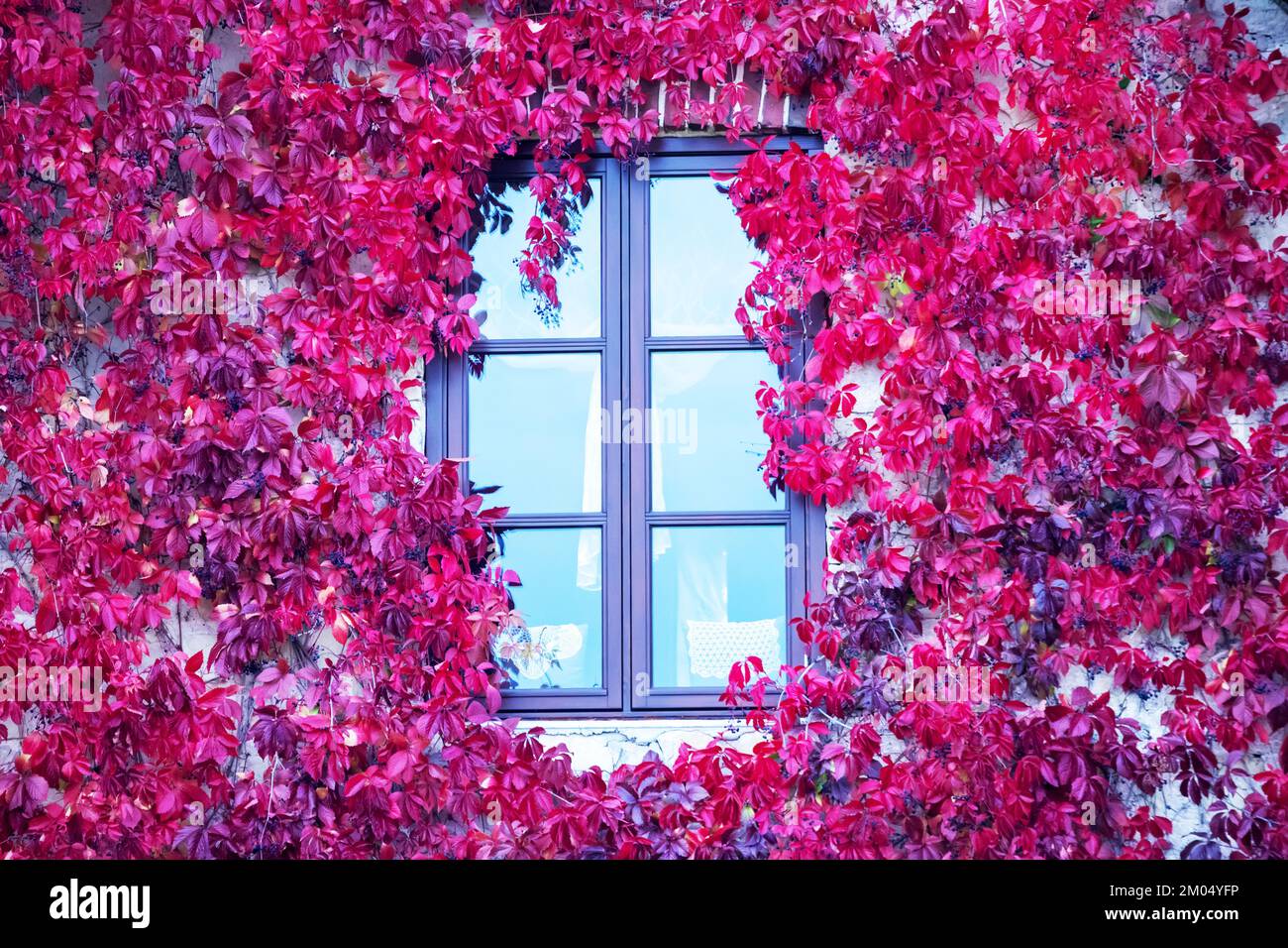 A blue window with bright pink flowers around it Stock Photo - Alamy