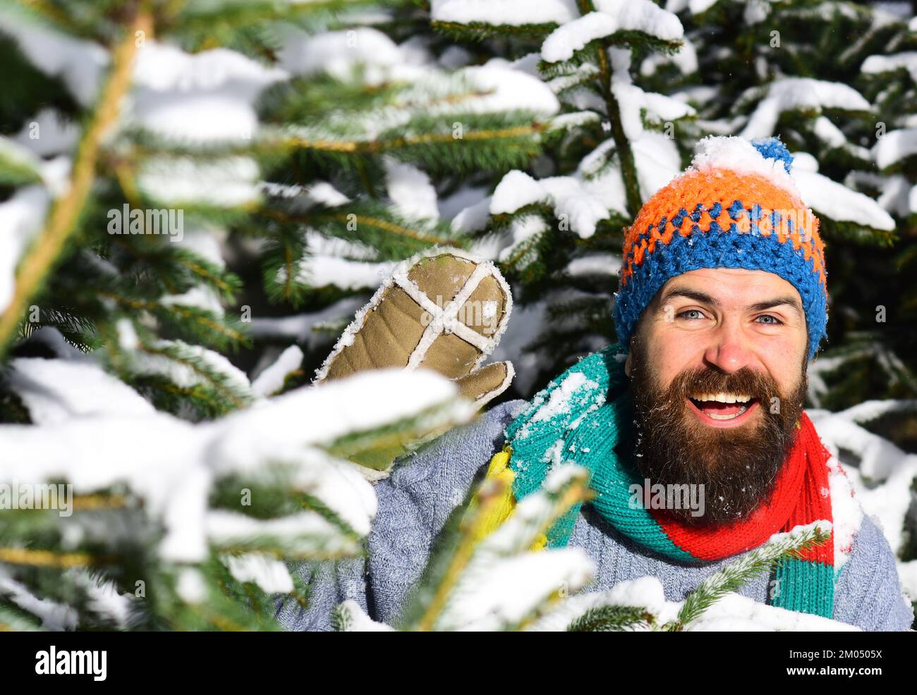Smiling bearded man between snowy fir needles Stock Photo - Alamy