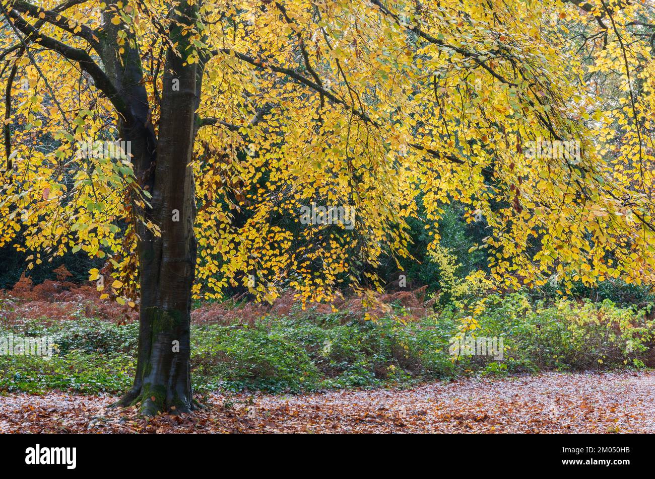 Autumn on Southampton Common, Southampton, Hampshire, UK Stock Photo ...