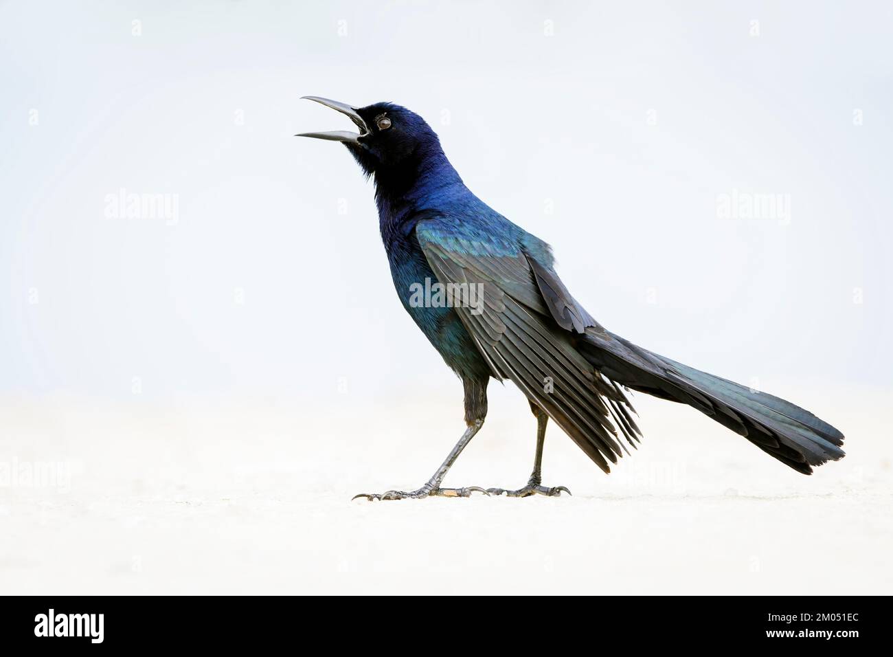 Boat-tailed Grackle (Quiscalus major) standing on ground, singing ...