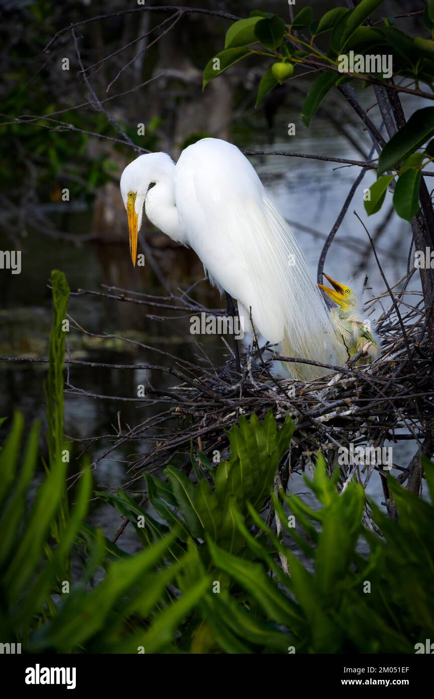 Great white egret (Ardea alba) on nest with chicks in rookery at ...