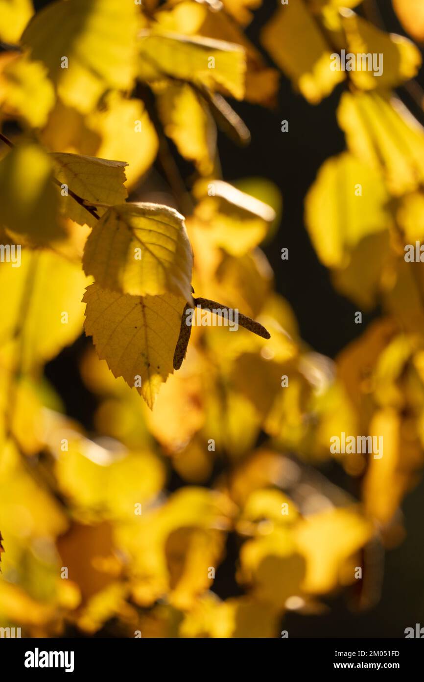 Aria bianca hi-res stock photography and images - Alamy