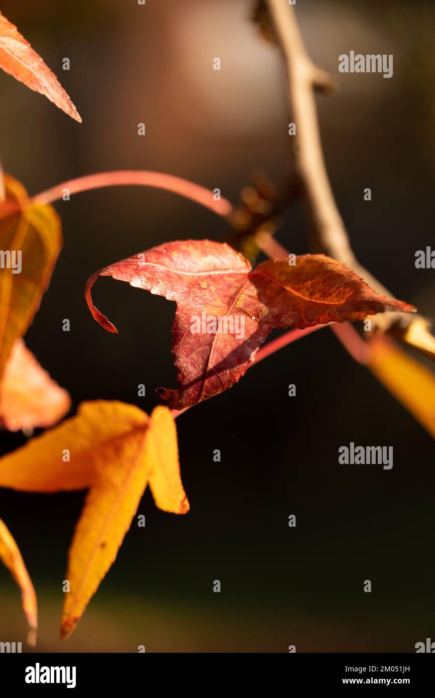 Autumn leaves detail. Red and yellow leaves Stock Photo - Alamy