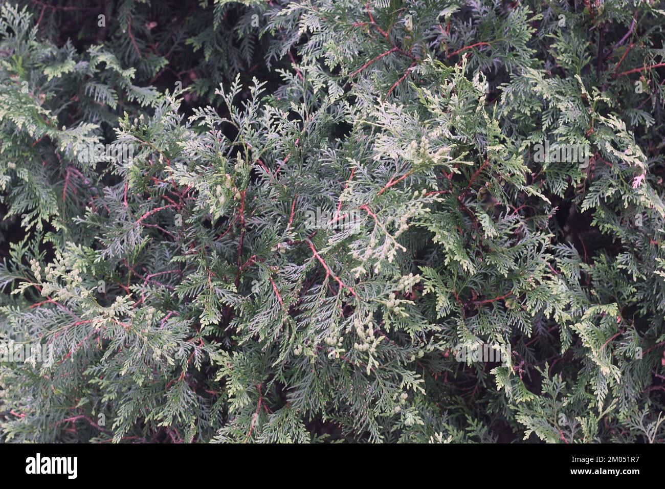 Traditional conifer needles growing on a pine bush Stock Photo - Alamy