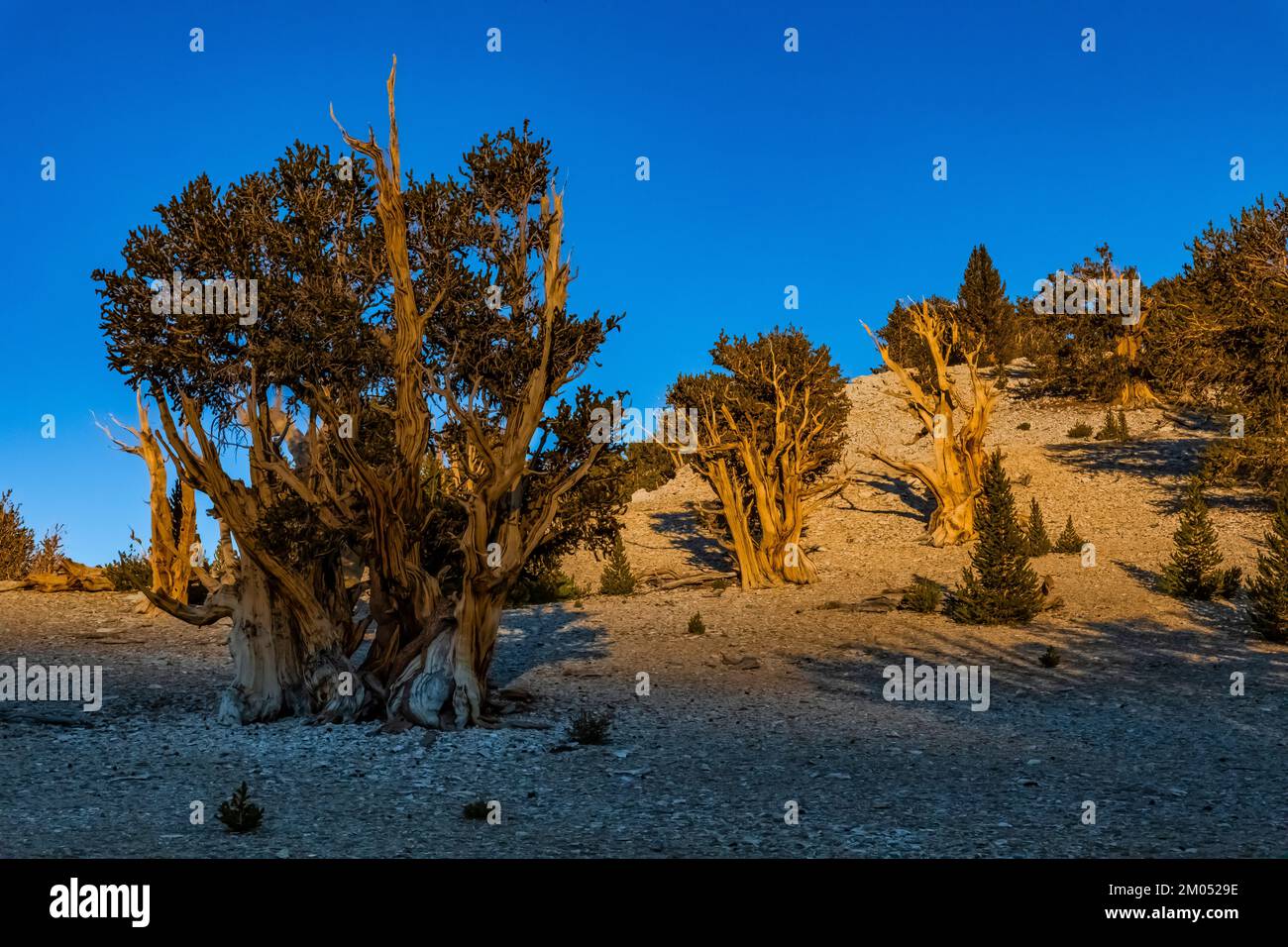 Sundown in the Patriarch Grove in Ancient Bristlecone Pine Forest, Inyo ...