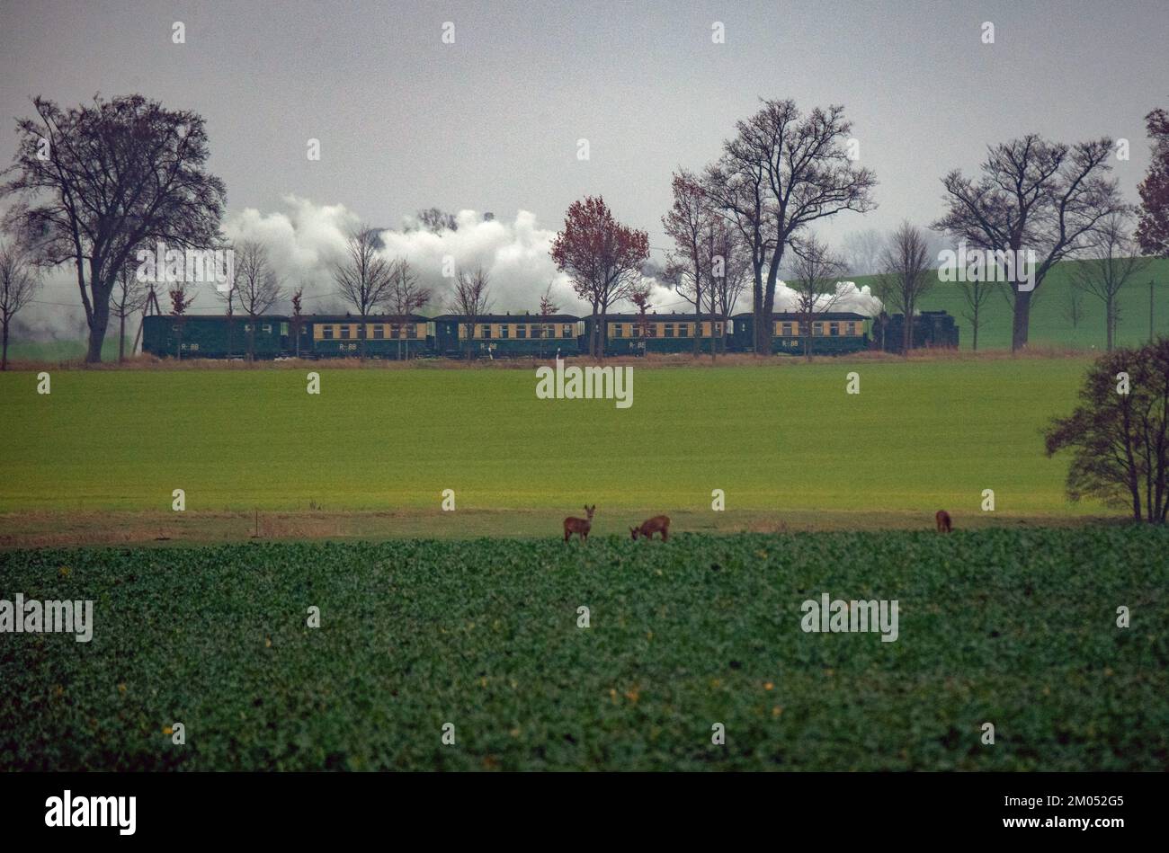 Putbus, Germany. 04th Dec, 2022. Steam locomotive 53 Mh (99 4633) of ...