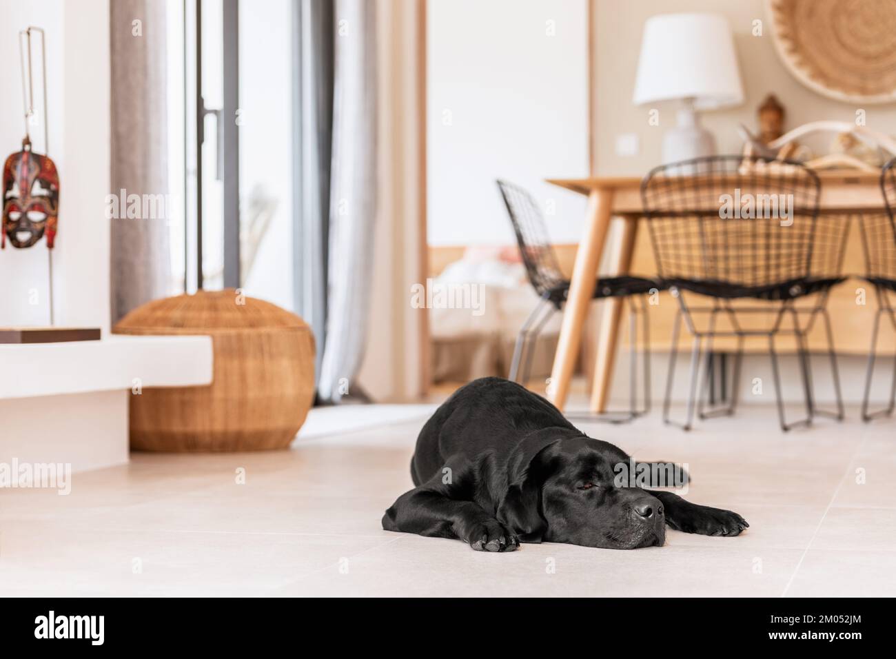 Young shinning black labrador napping on the floor at the entrance to ...