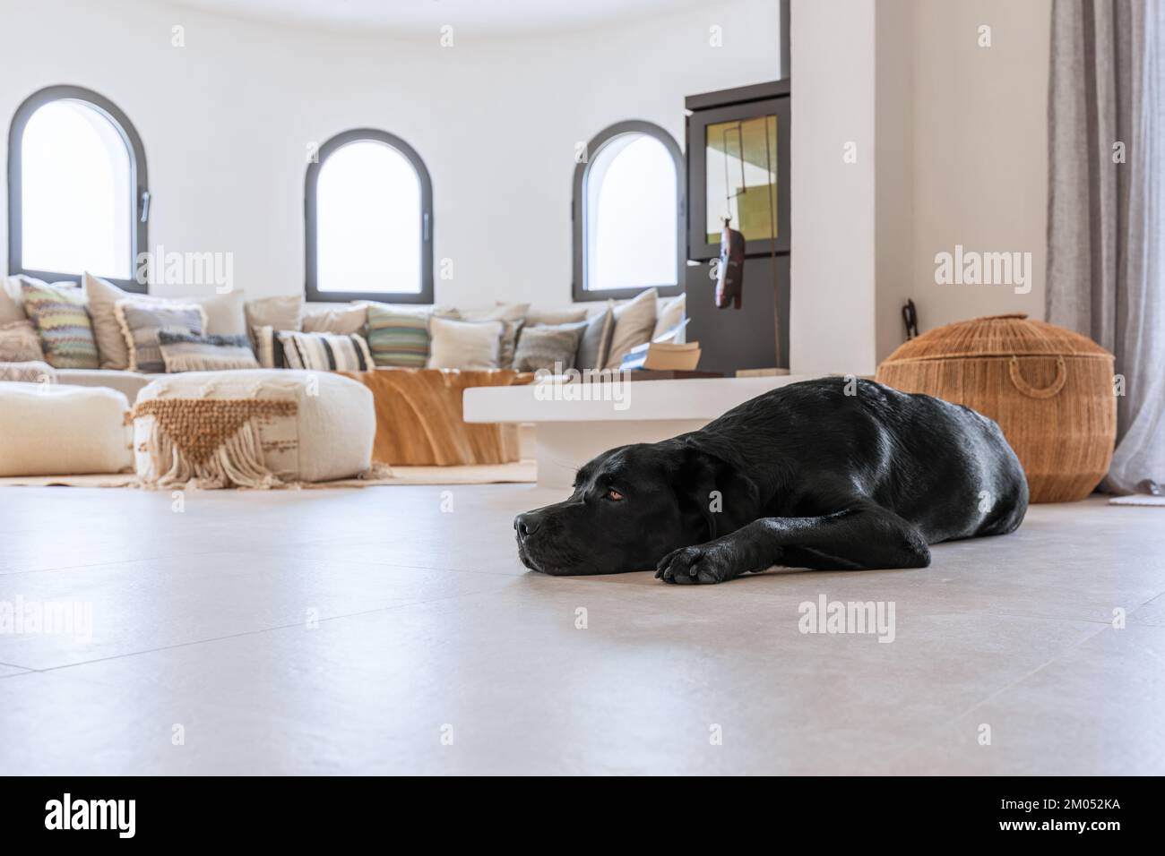 Young black Labrador resting on the cool floor of Mediterranean villa ...