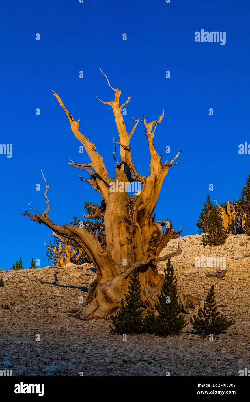 Sundown in the Patriarch Grove in Ancient Bristlecone Pine Forest, Inyo ...
