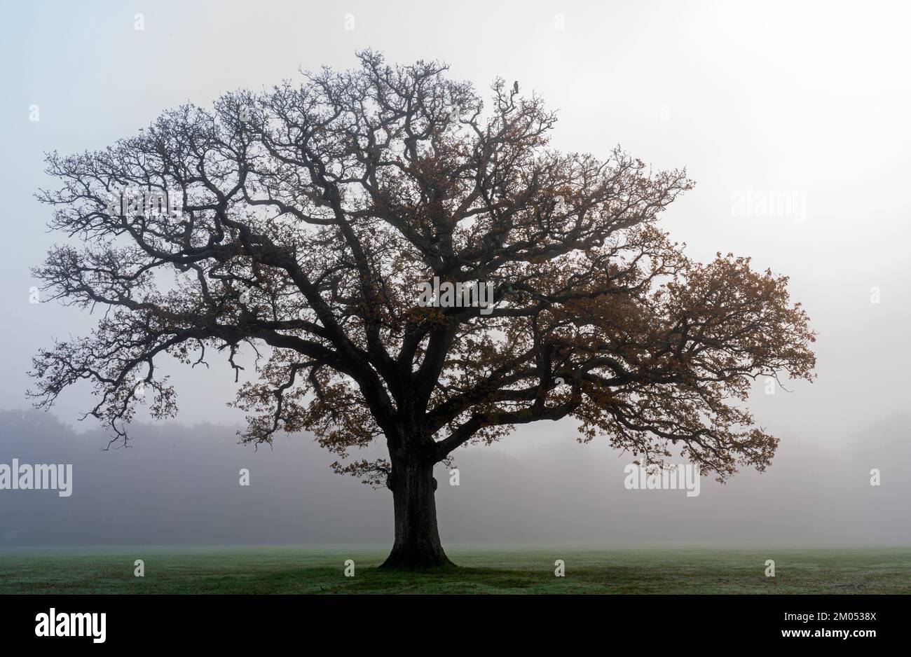 Misty morning on Southampton Common, Southampton, Hampshire, UK Stock ...