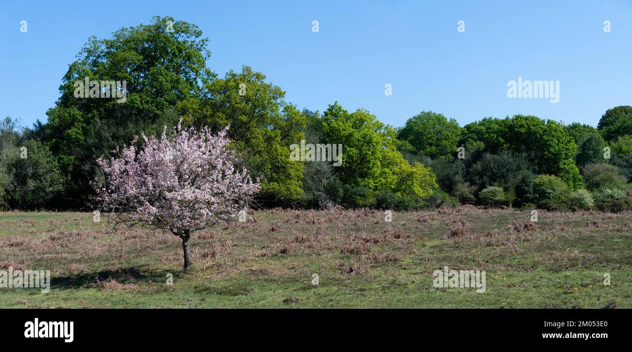A tree in blossom by Anses Wood, New Forest National Park Stock Photo ...