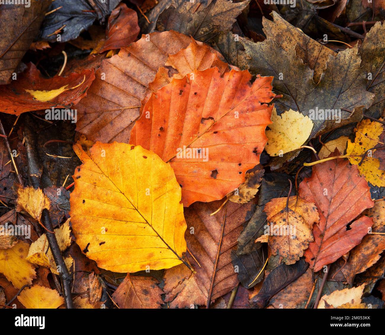 Autumn leaves on the ground in a natural woodland environment Stock ...