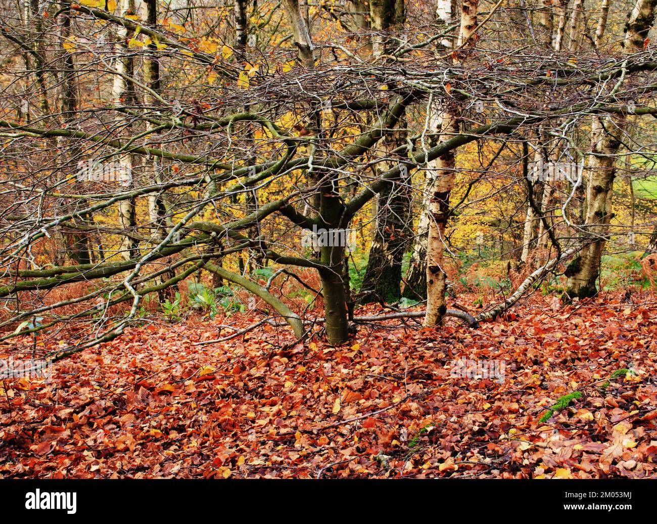 Branching small tree hi-res stock photography and images - Alamy