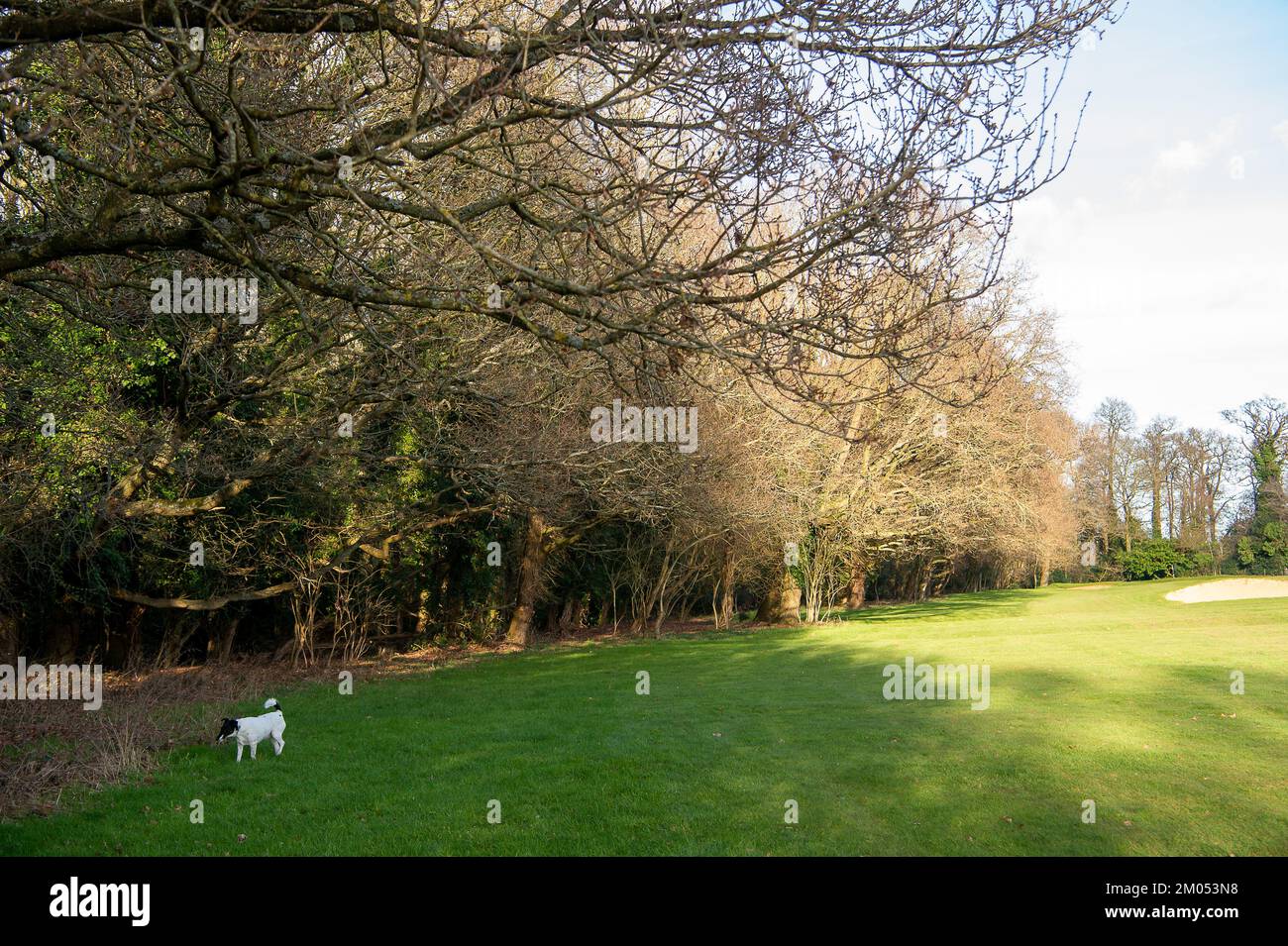 Maidenhead, Berkshire, UK. 1st February, 2022. Maidenhead Golf Course ...