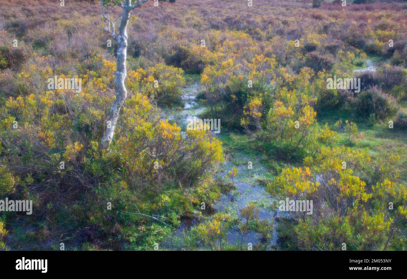 Silver birch in an area of wet heath in the New Forest Stock Photo - Alamy