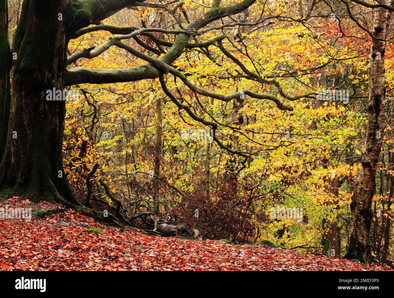 Branches of a foreground tree reaching towards background autumn ...