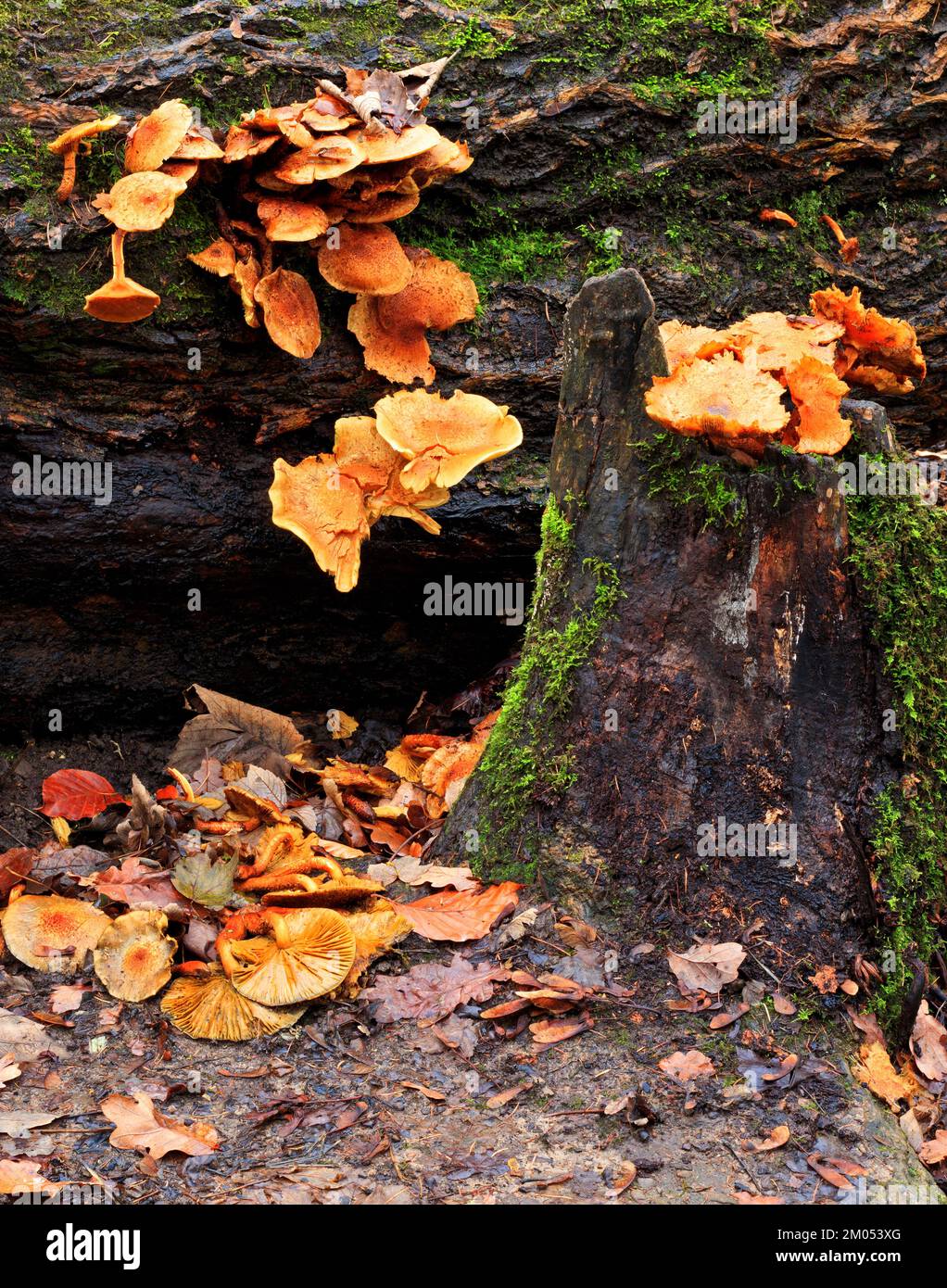 Mushroom like fungi growing from the stump of a tree, at Spring Wood ...