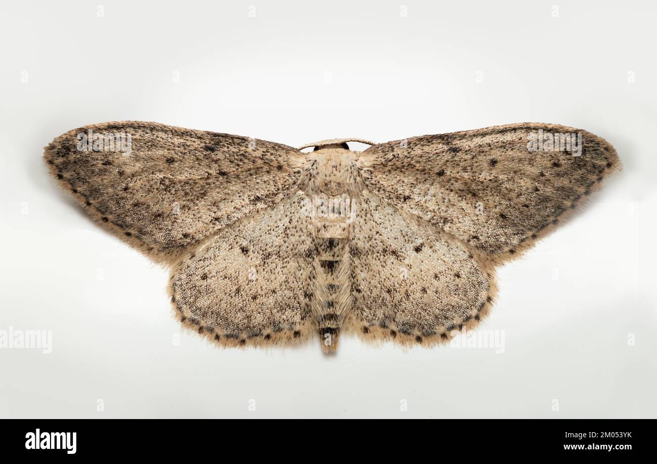 A small dusty wave moth Stock Photo - Alamy