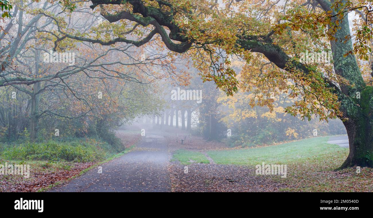 Tree in mist southampton common hi-res stock photography and images - Alamy