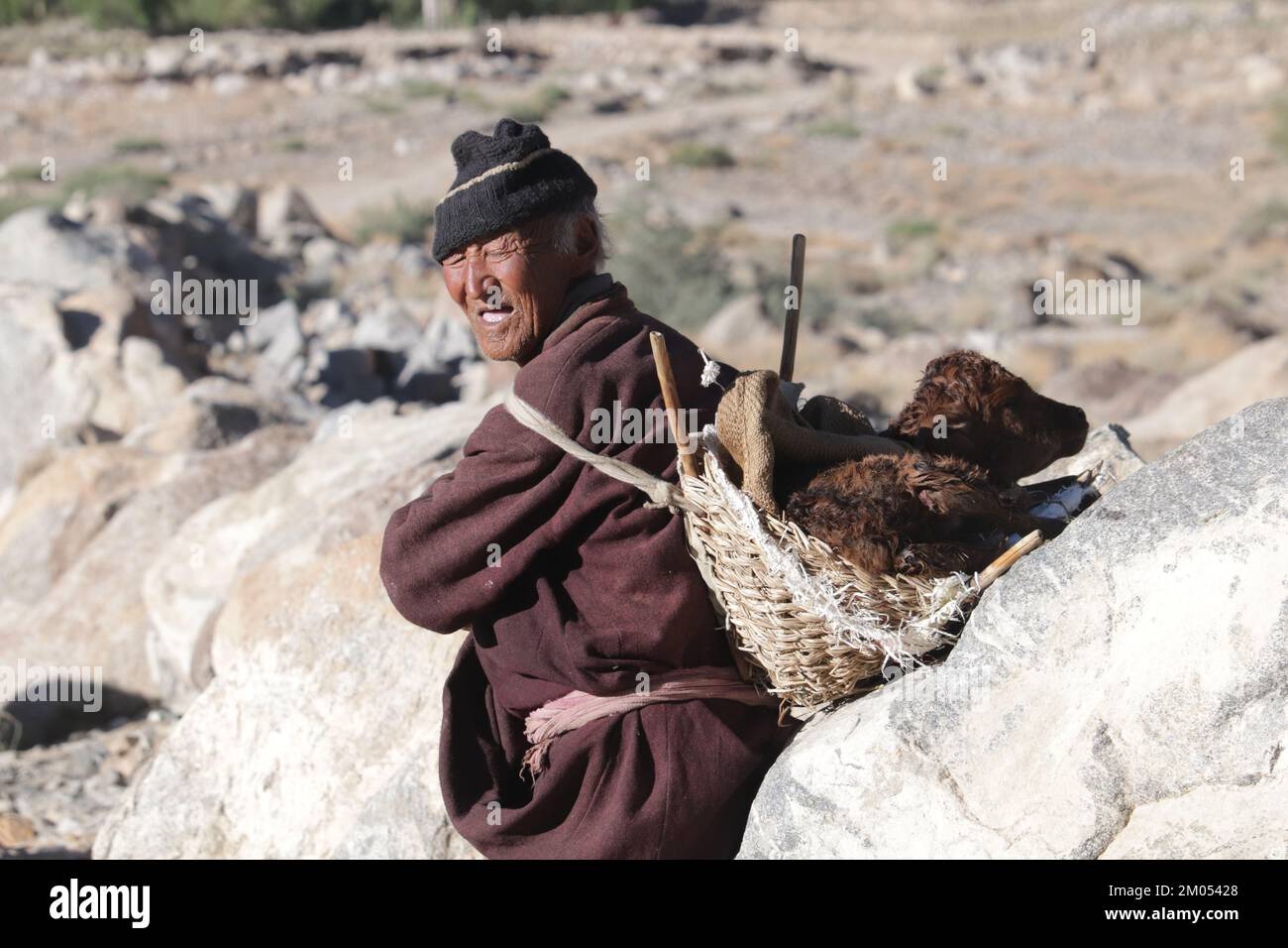 Old man carrying newly born cow calf on his back Stock Photo - Alamy