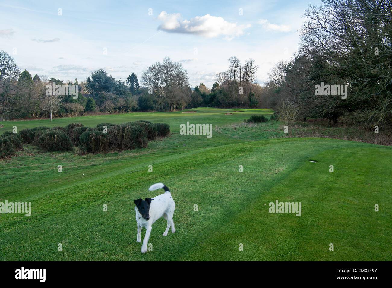 Maidenhead, Berkshire, UK. 1st February, 2022. Maidenhead Golf Course ...