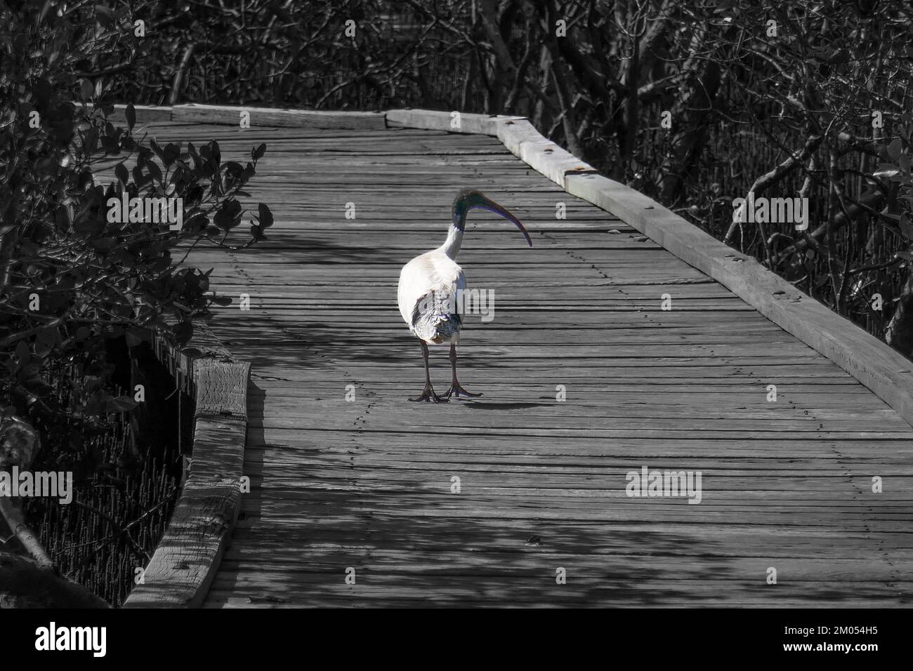Australian white ibis bird hi-res stock photography and images - Alamy