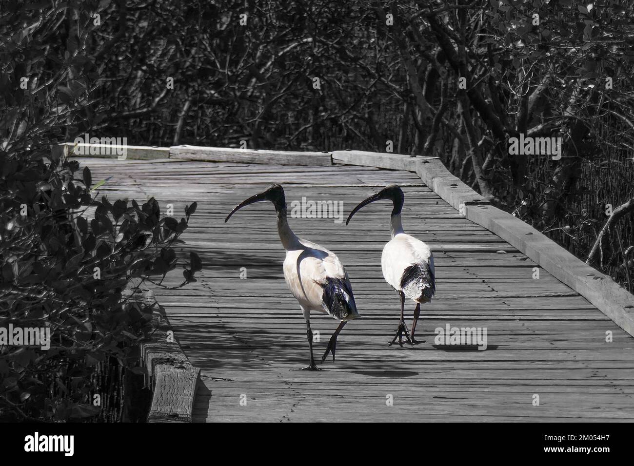 White australian ibis hi-res stock photography and images - Alamy