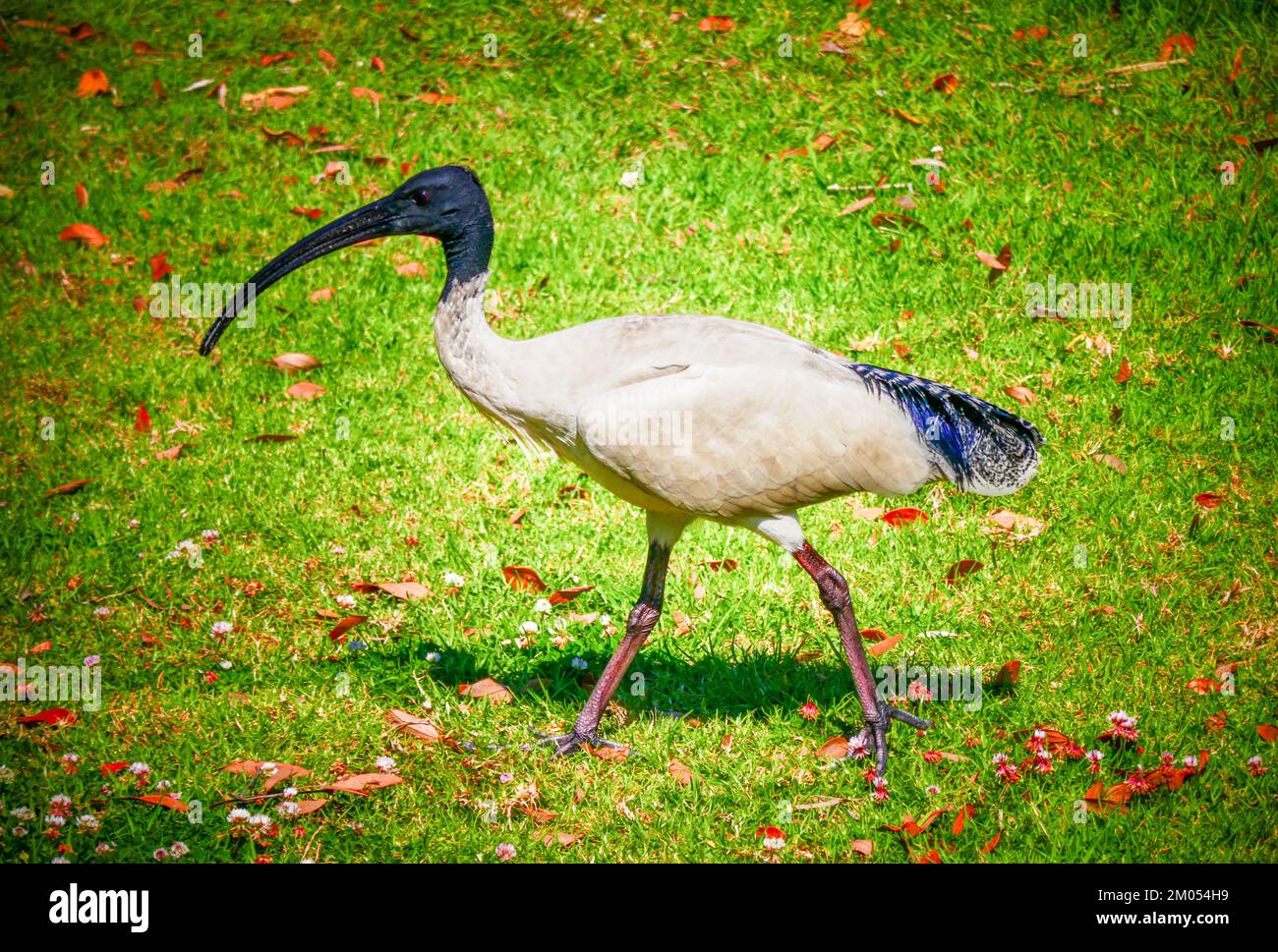 Australian White Ibis in Australia Stock Photo - Alamy