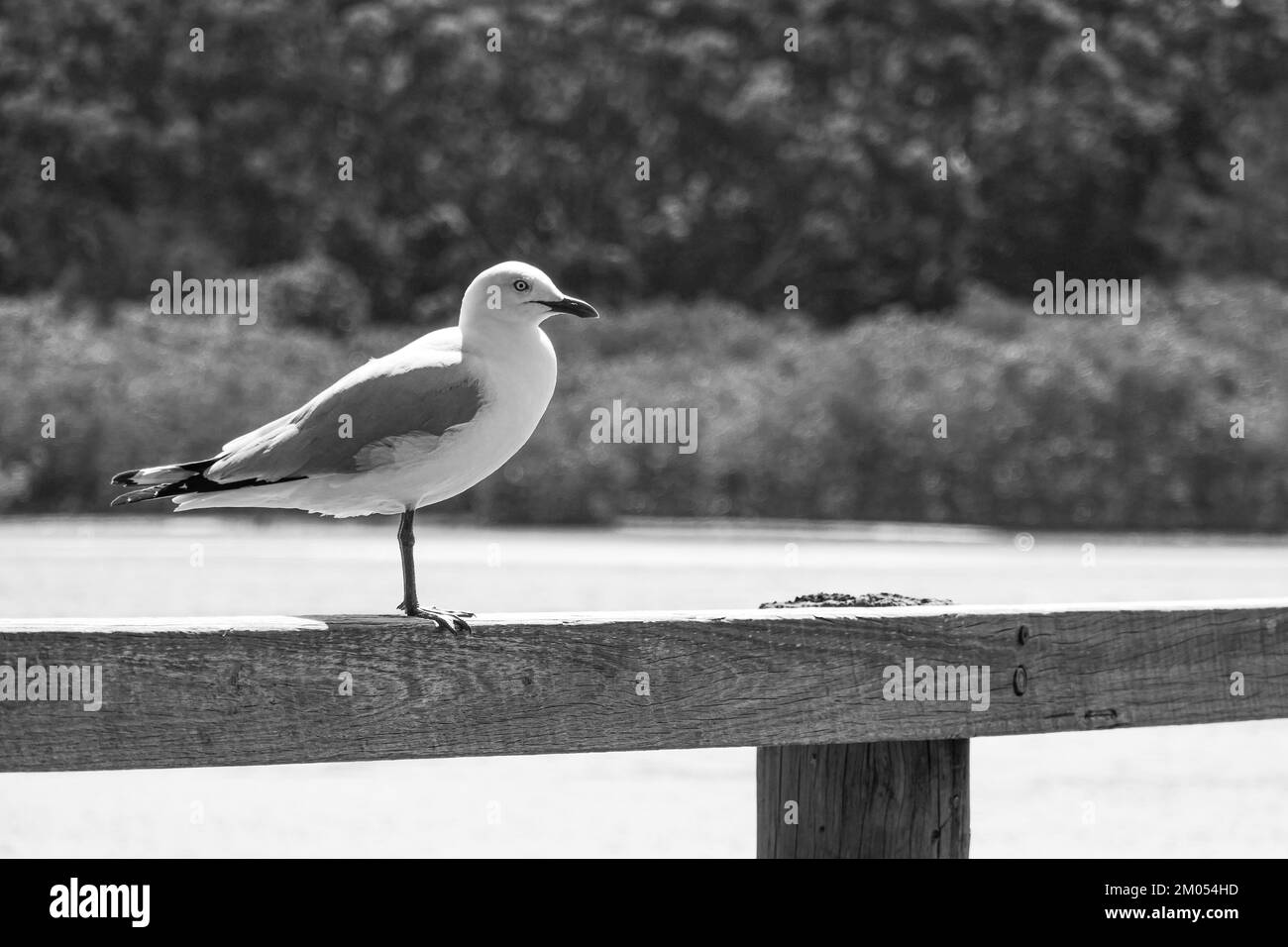 A seagull perched by the side of a lake in Australia, in black and ...