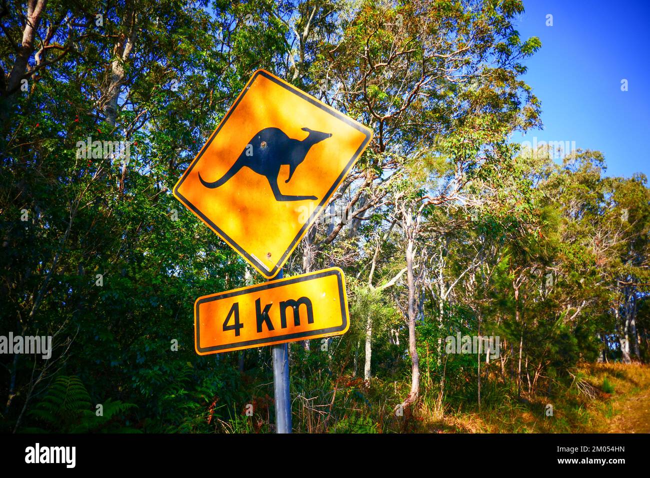 A Beware of Kangaroos sign in Australia Stock Photo - Alamy