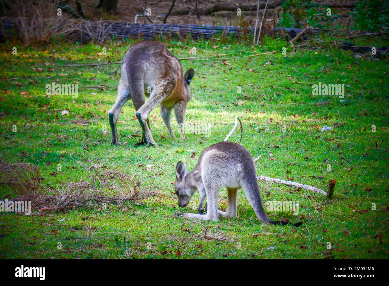A Kangaroo, Kangaroos or a Joey in Australia Stock Photo - Alamy