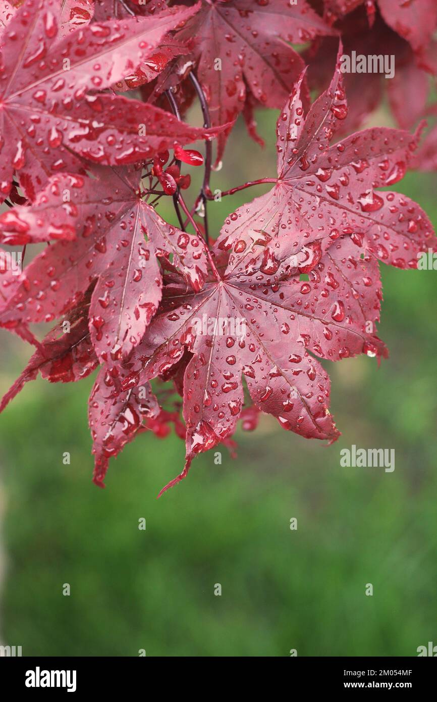 Bright red autumn sugar maple tree leaves full of rain drops Stock ...