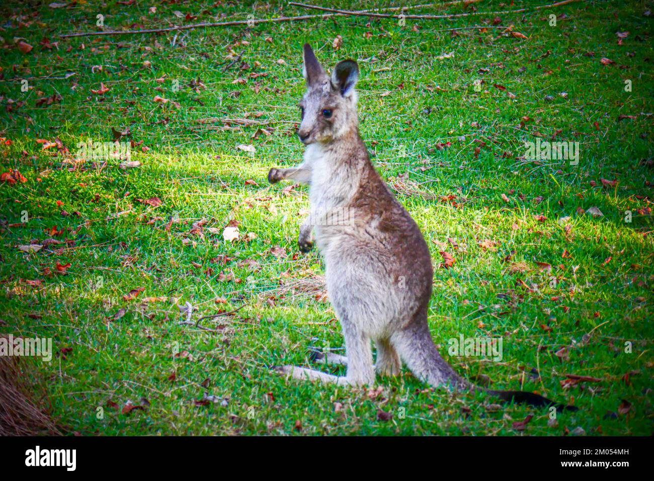 Close up grey kangaroos tail hi-res stock photography and images - Alamy