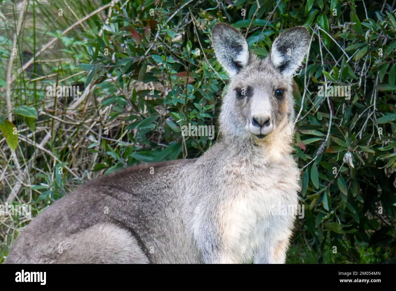 A Kangaroo, Kangaroos or a Joey in Australia Stock Photo - Alamy