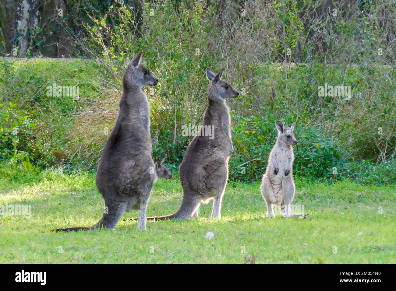 A Kangaroo, Kangaroos or a Joey in Australia Stock Photo - Alamy