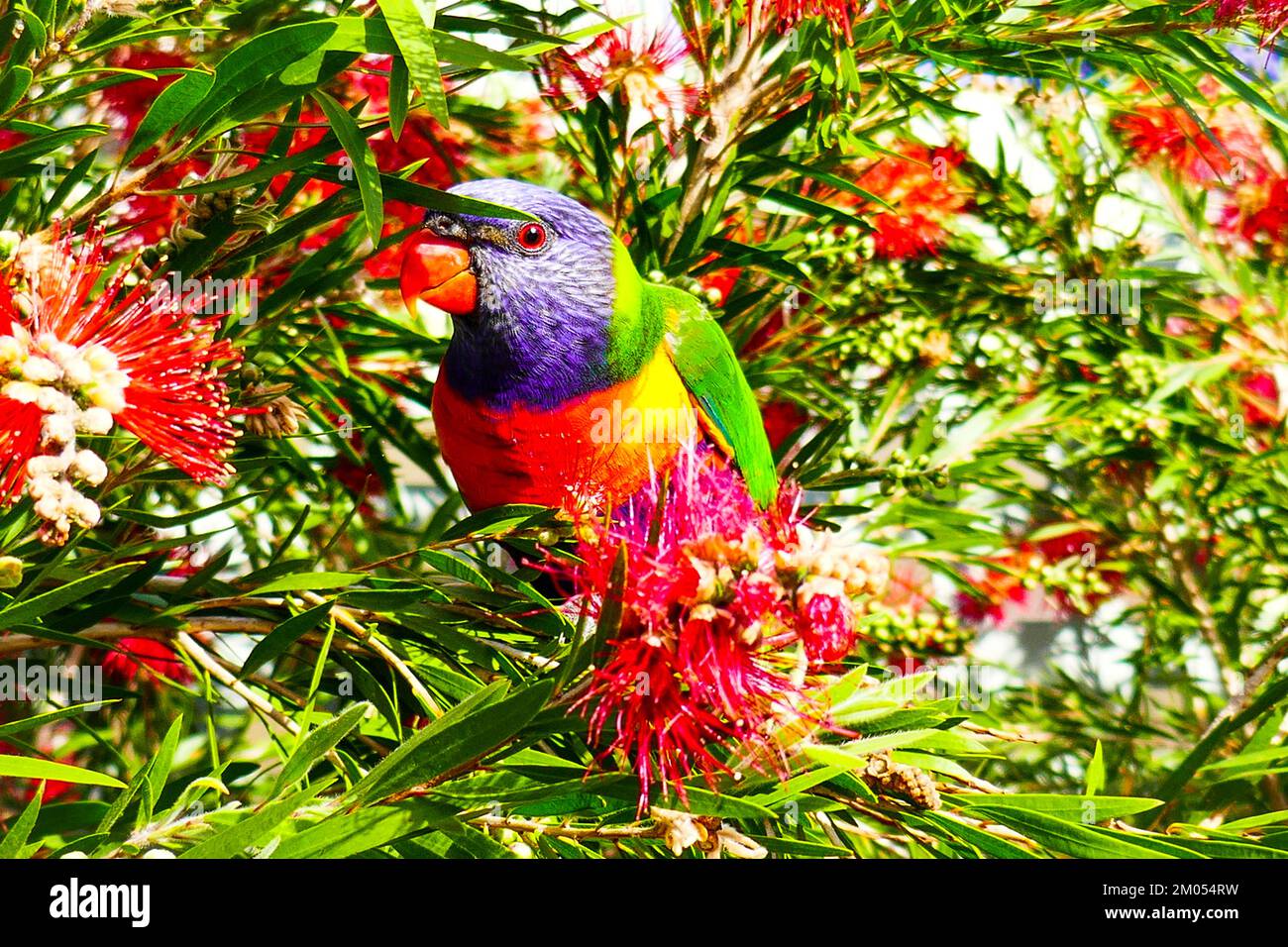 A close up of a beautifully colourful Loriini parrot in a tree in ...